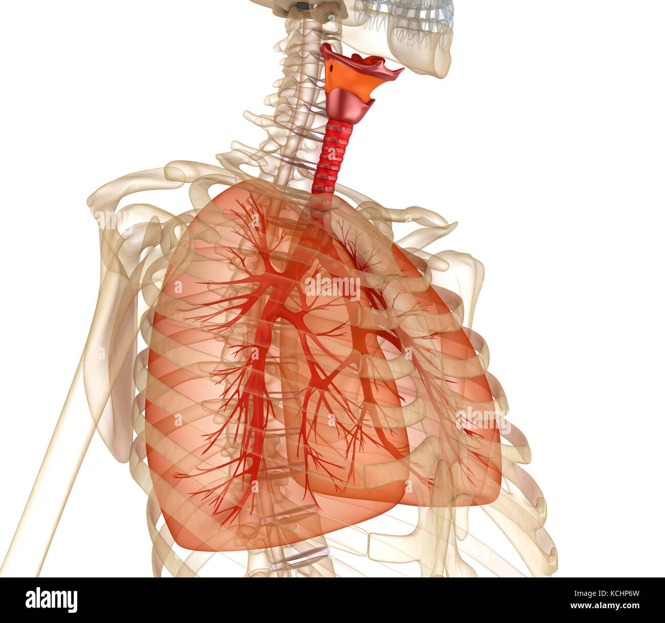 Human lungs, trachea and skeleton. Medically accurate 3D illustration ...