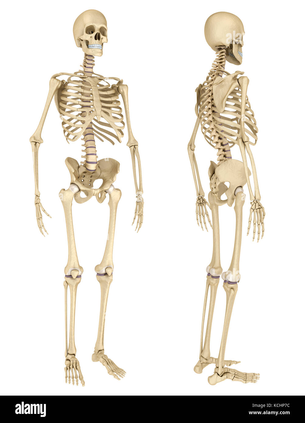 Human skeleton isolated , Medically accurate 3d illustration Stock ...