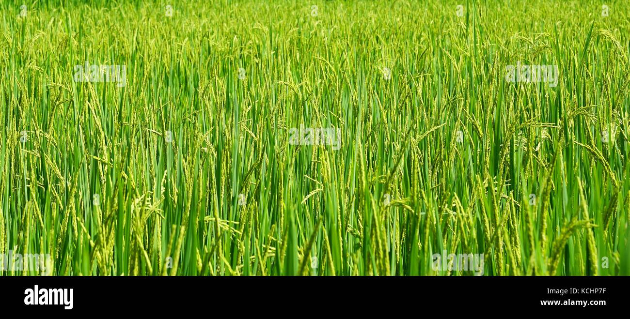 Green paddy rice. Green ear of rice in paddy rice field Stock Photo - Alamy