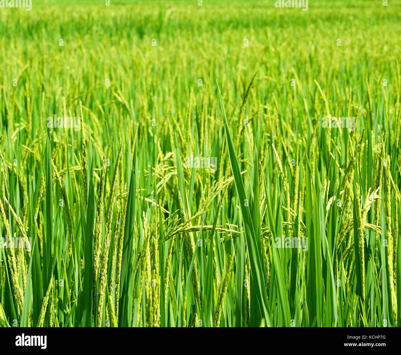 Green paddy rice. Green ear of rice in paddy rice field Stock Photo - Alamy