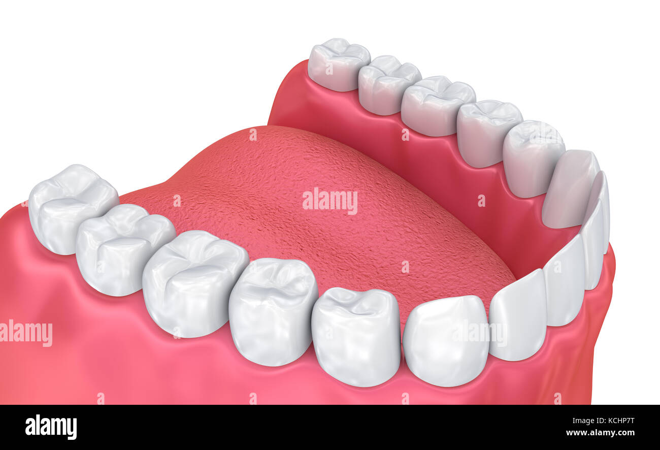 Mouth gum and teeth. Medically accurate tooth 3D illustration Stock ...