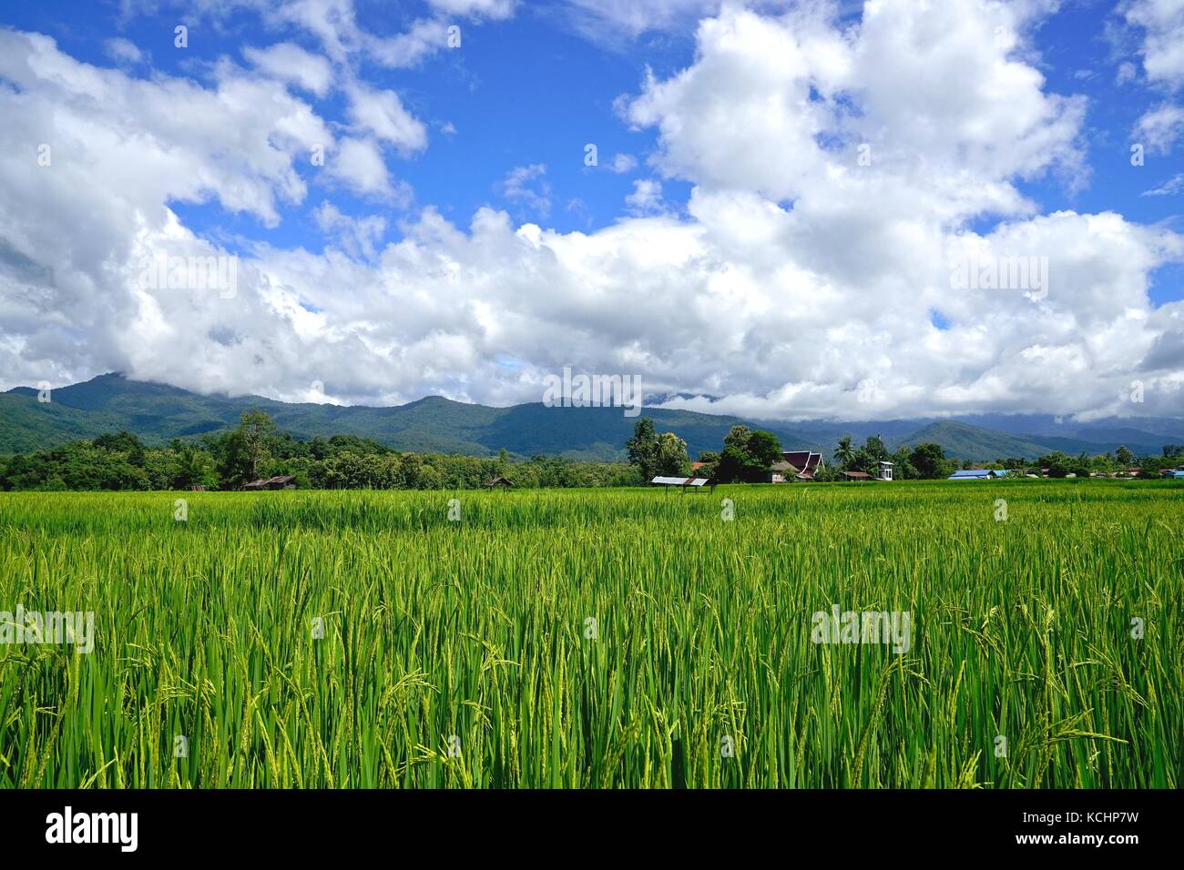 Green paddy rice. Green ear of rice in paddy rice field with cloudy sky ...