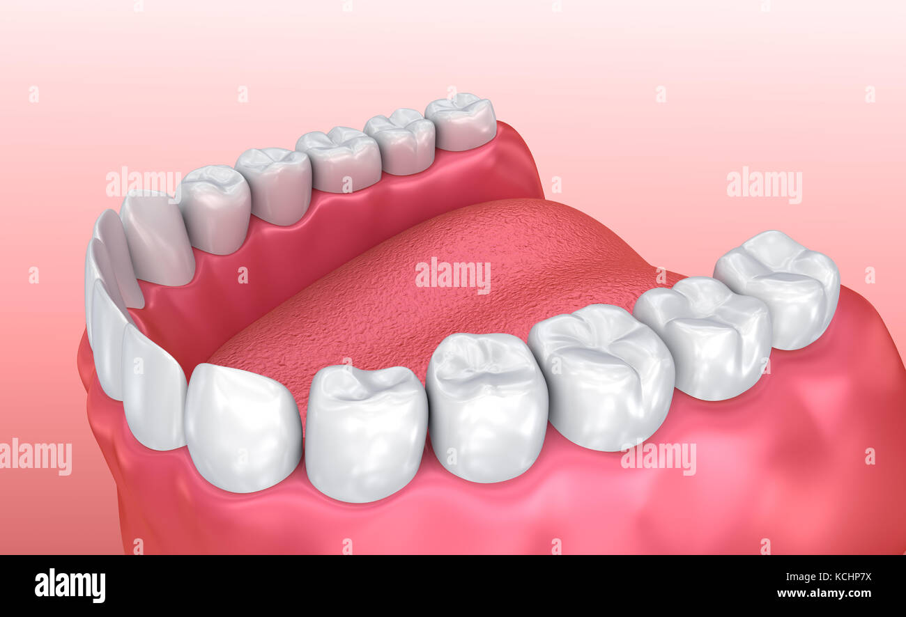 Mouth gum and teeth. Medically accurate tooth 3D illustration Stock ...