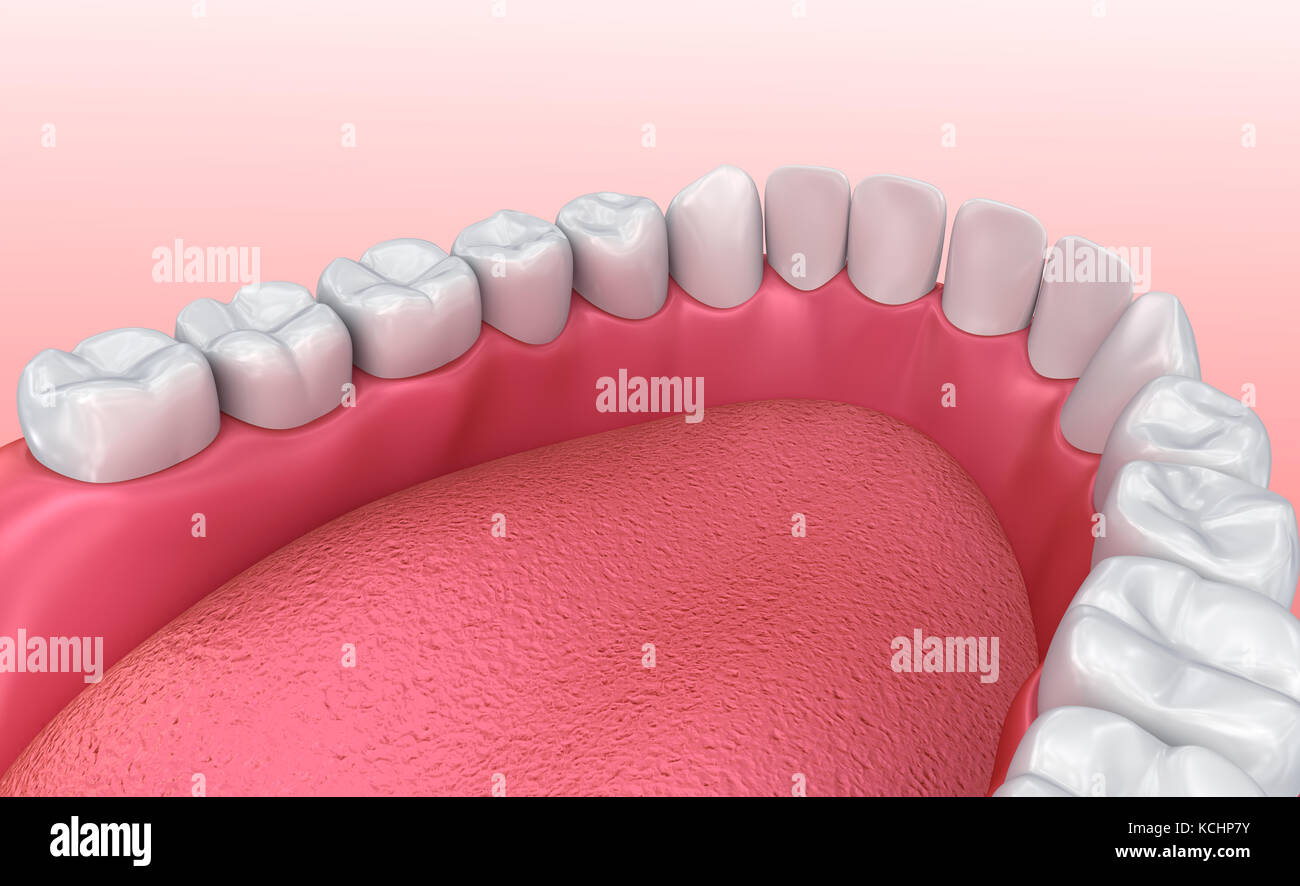 Mouth gum and teeth. Medically accurate tooth 3D illustration Stock ...