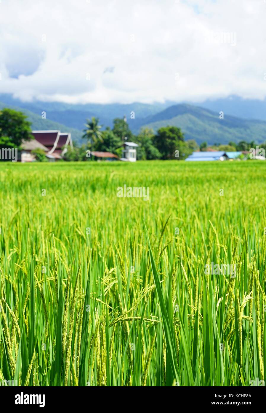 Green paddy rice. Green ear of rice in paddy rice field with cloudy sky ...