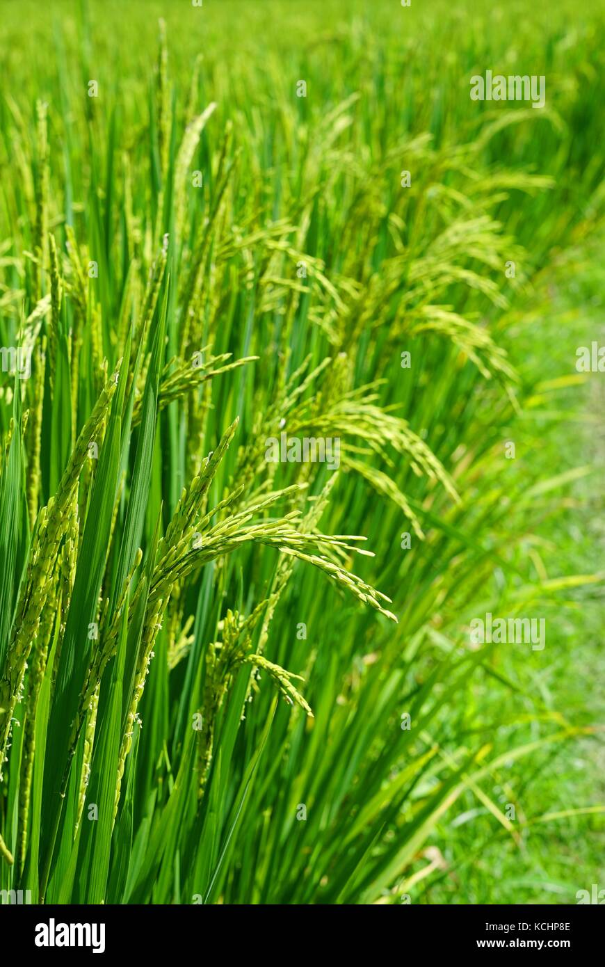 Close up of green paddy rice. Green ear of rice in paddy rice field ...
