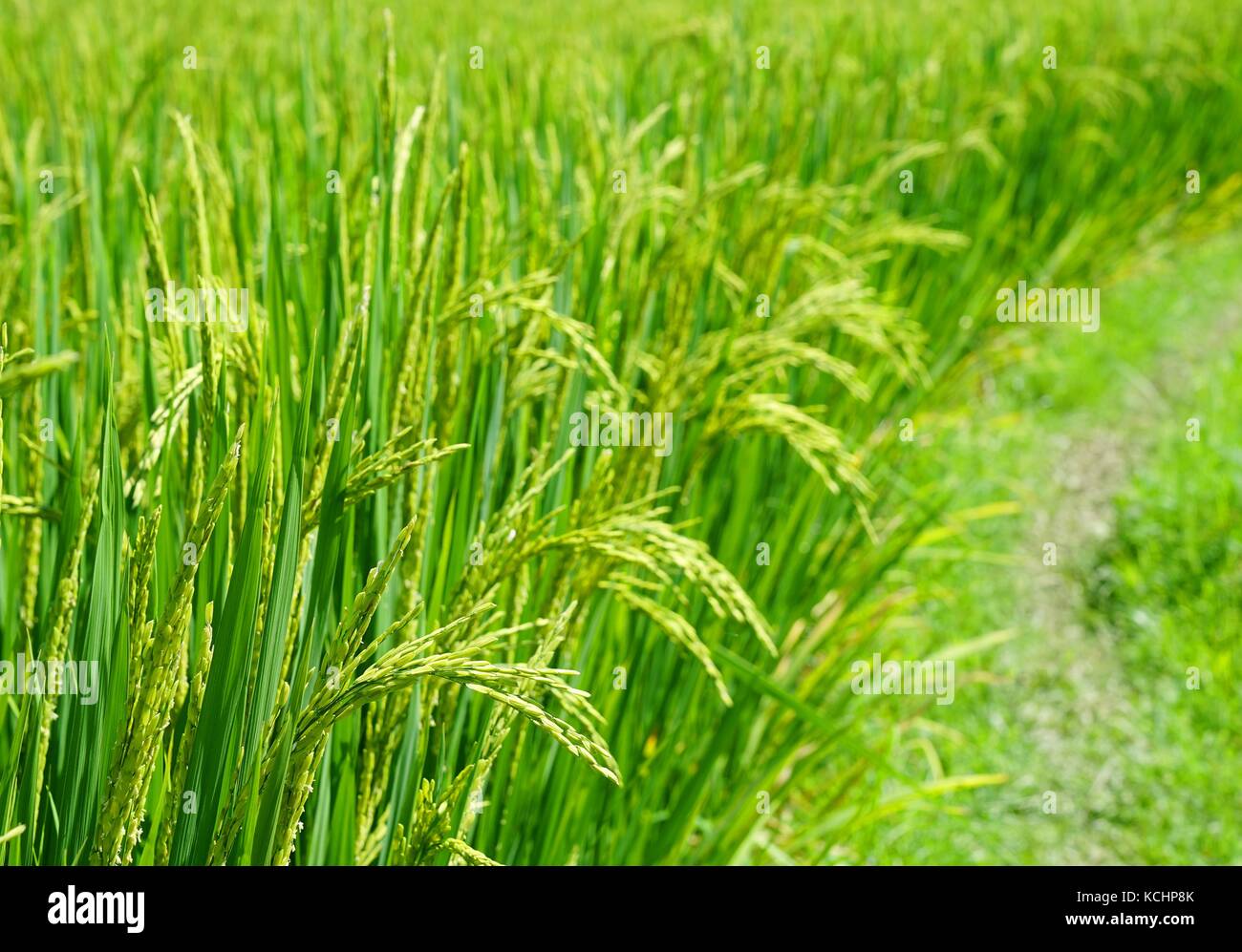 Close up of green paddy rice. Green ear of rice in paddy rice field ...
