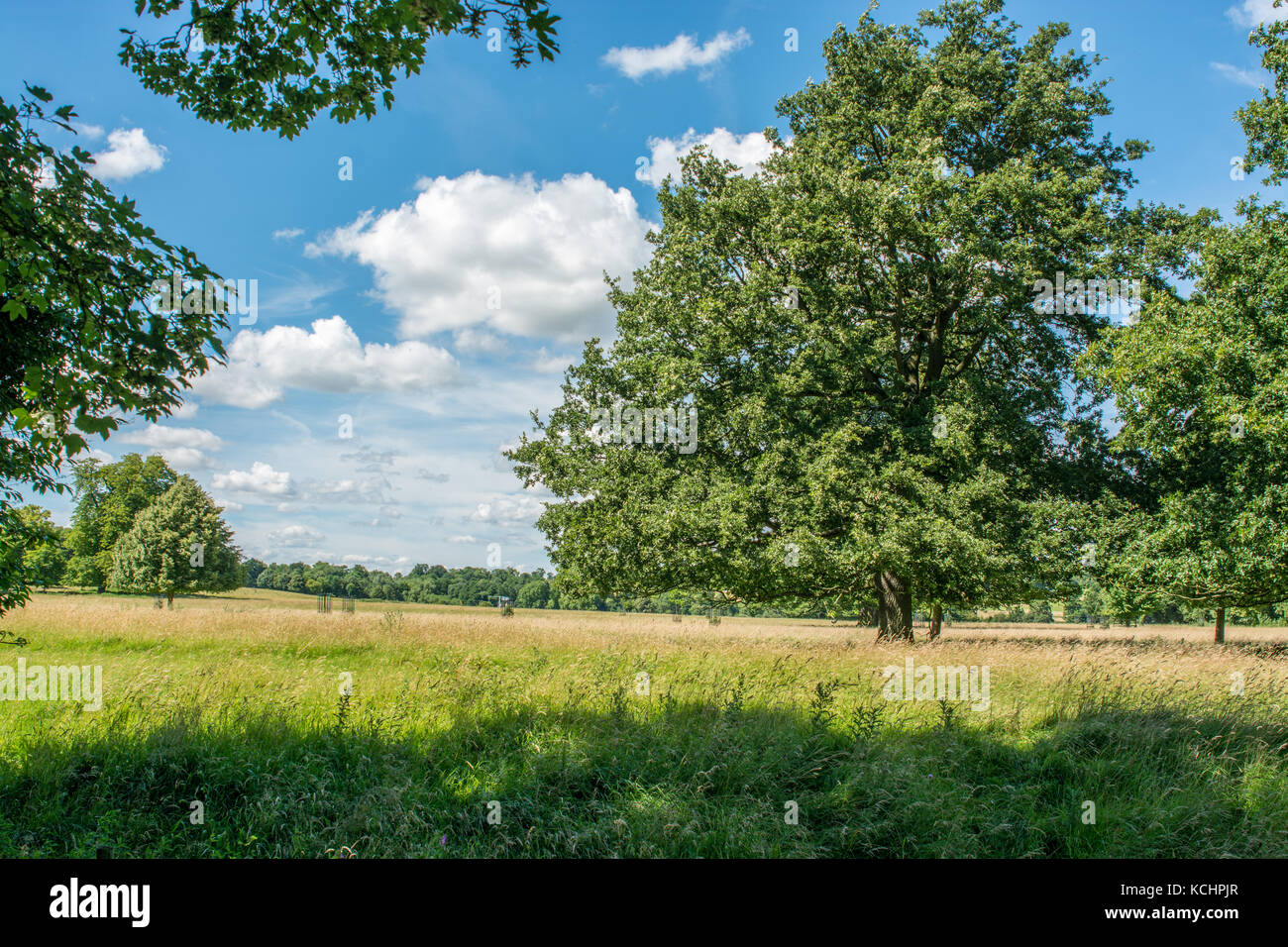 English country landscape in summer with clouds, field and trees Stock ...