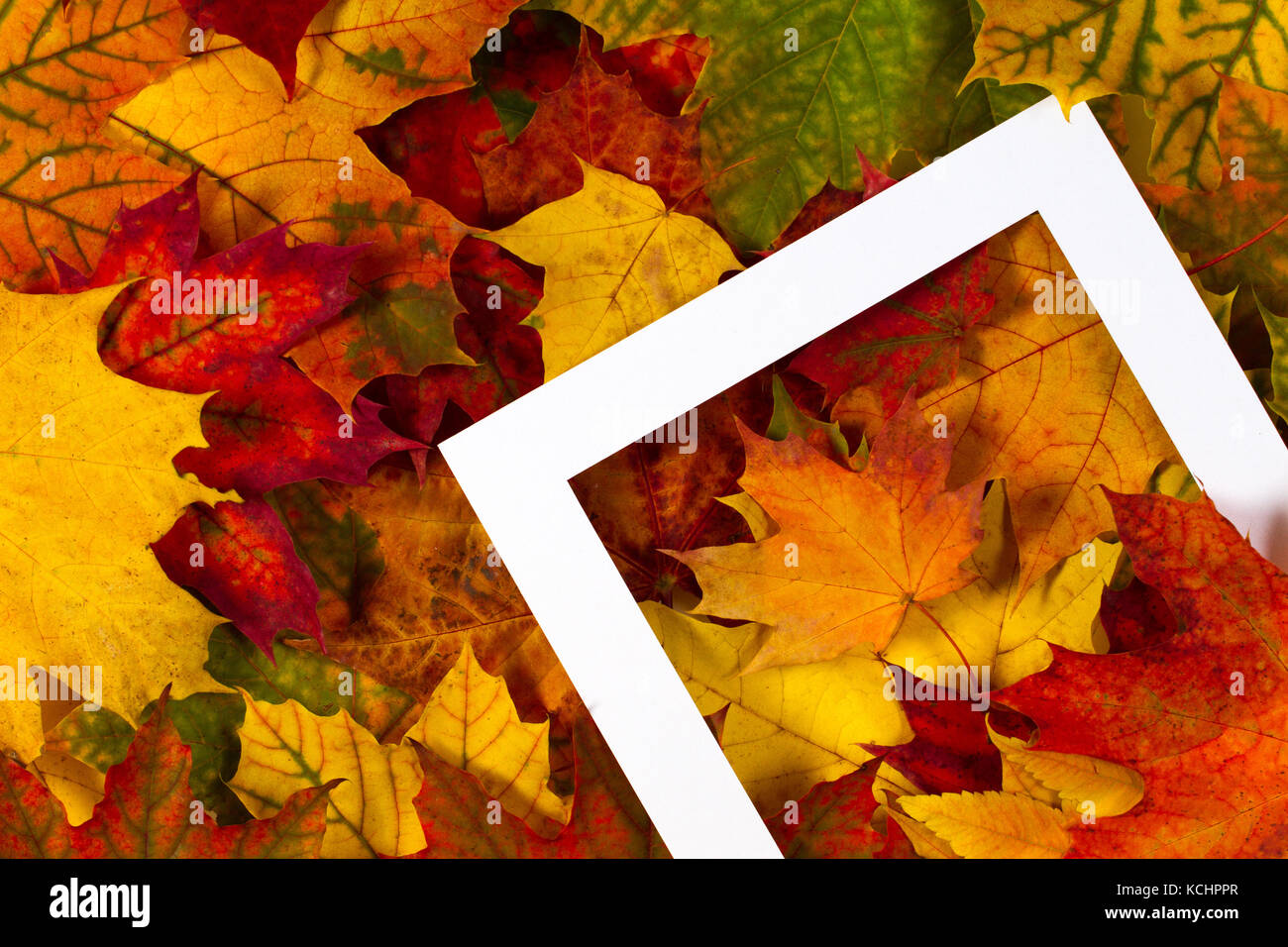 Creative layout made of colorful autumn fall leaves with white frame ...