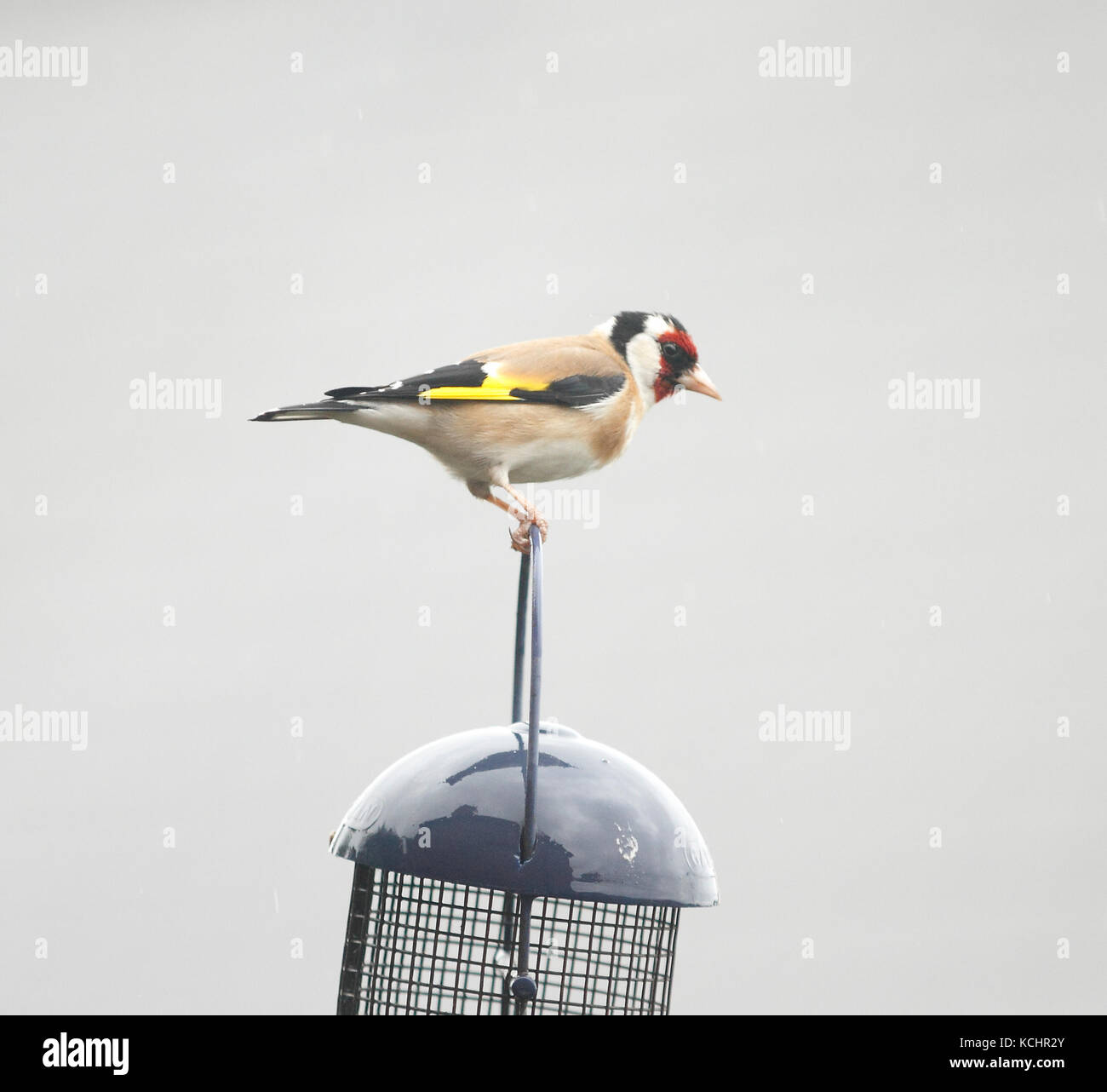 Goldfinch Carduelis carduelis on a niger seed feeder name: Goldfinch ...