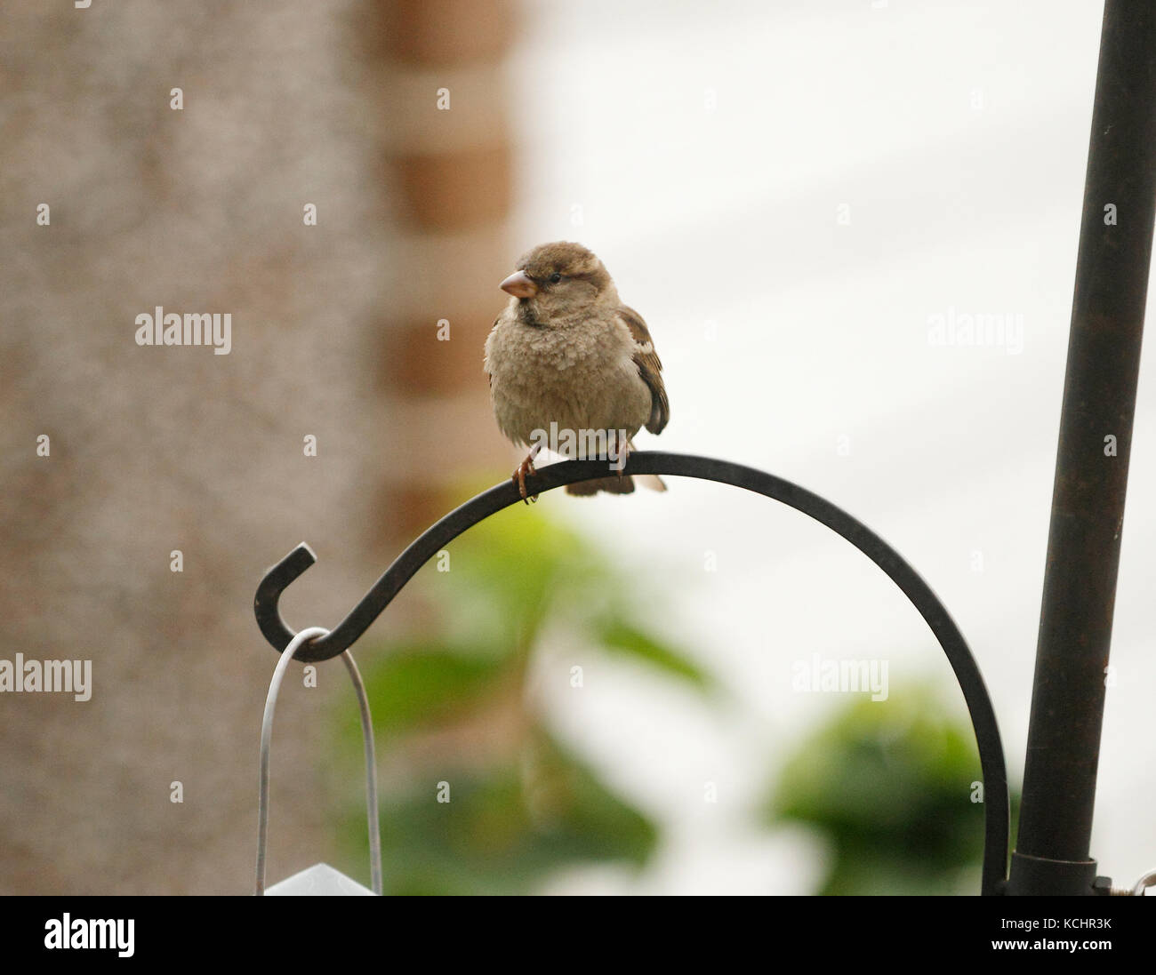 Female house sparrow Passer domesticus name: Female house sparrow ...