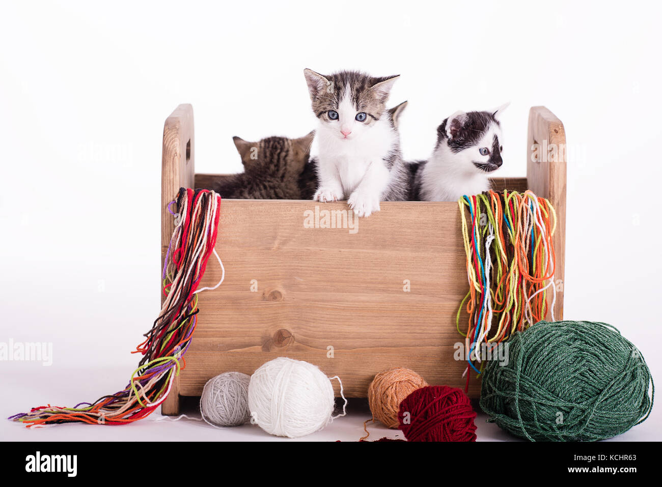 cute kittens in a studio on a white background Stock Photo - Alamy
