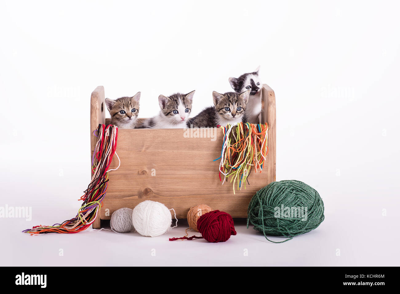 cute kittens in a studio on a white background Stock Photo - Alamy