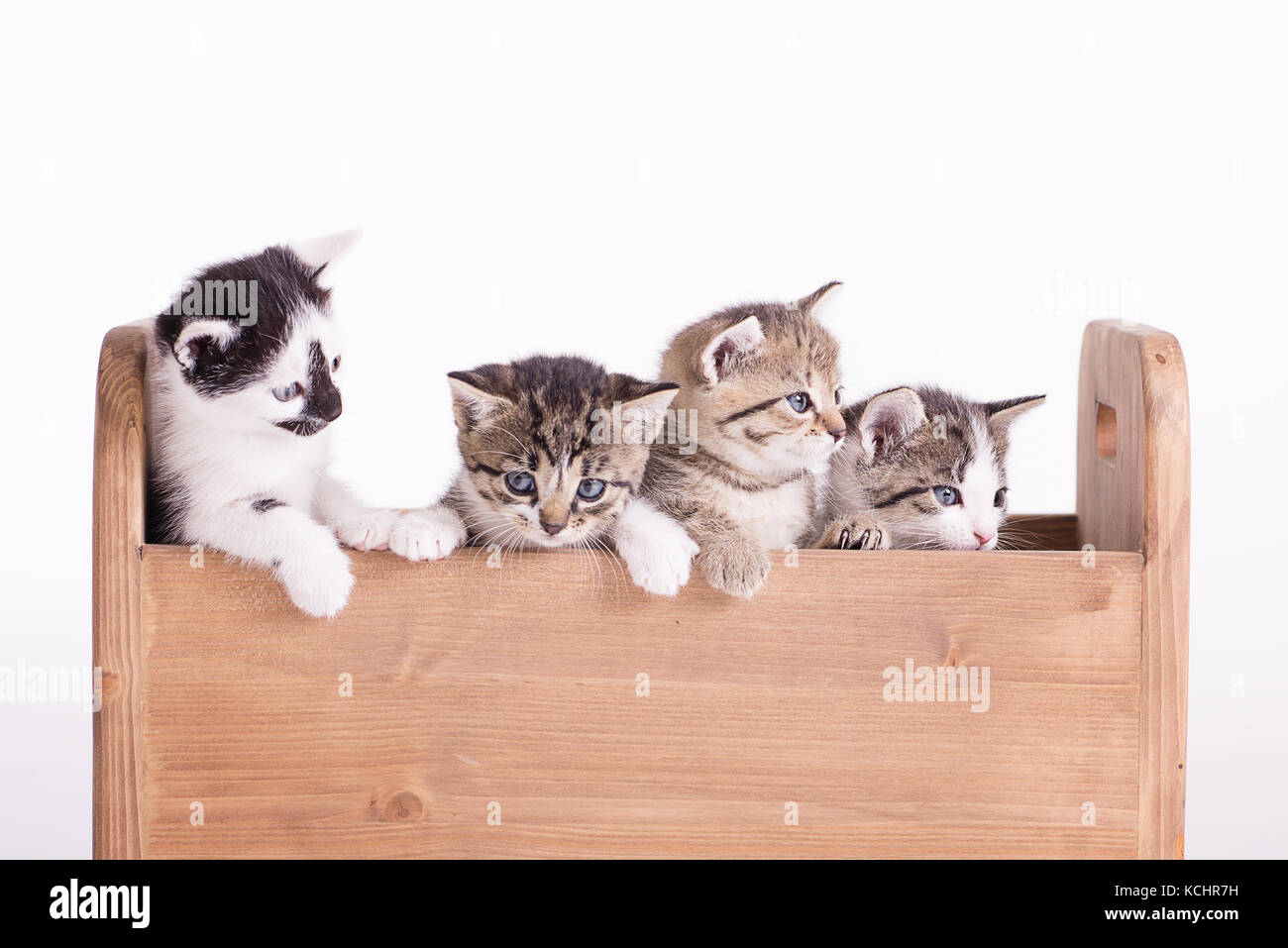 cute kittens in a studio on a white background Stock Photo - Alamy
