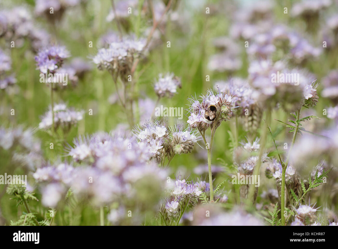 Purple flower field Phacelia tanacetifolia beneficial to bees Stock ...