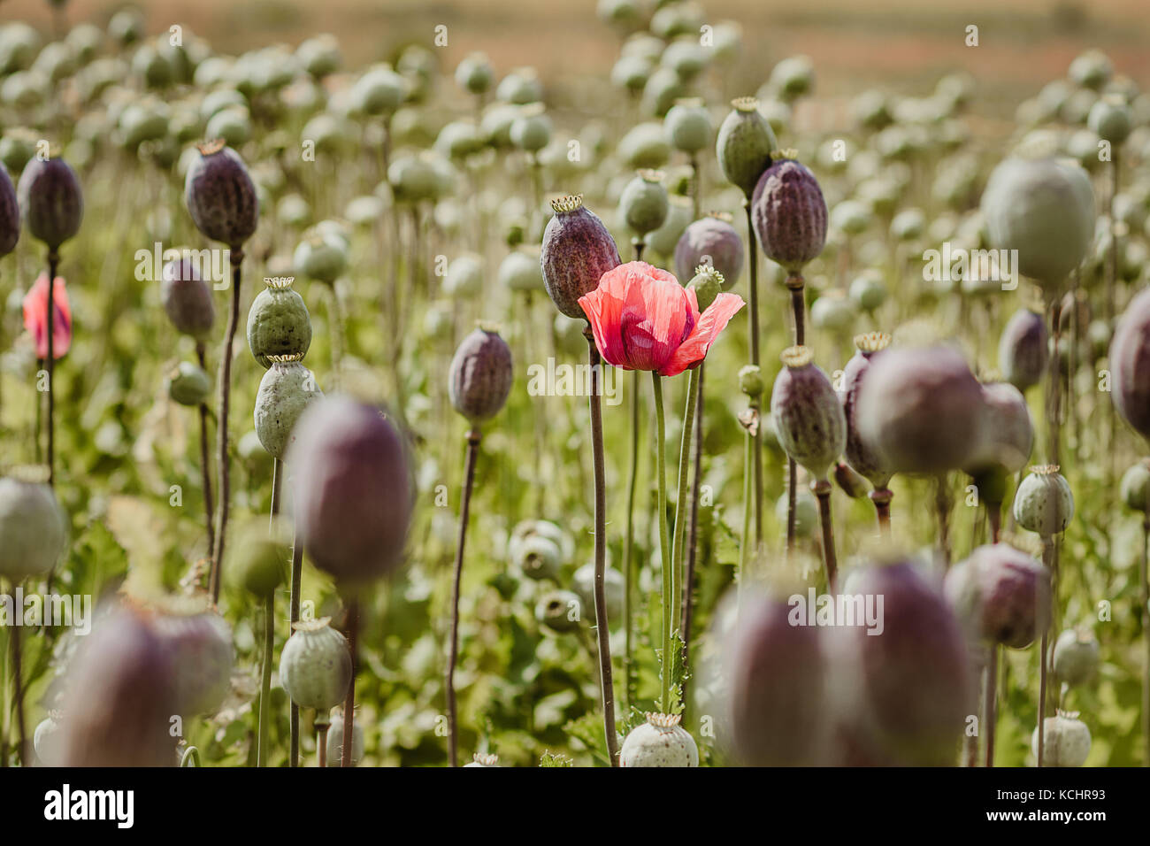 field of poppy heads with single red petal poppy Stock Photo - Alamy