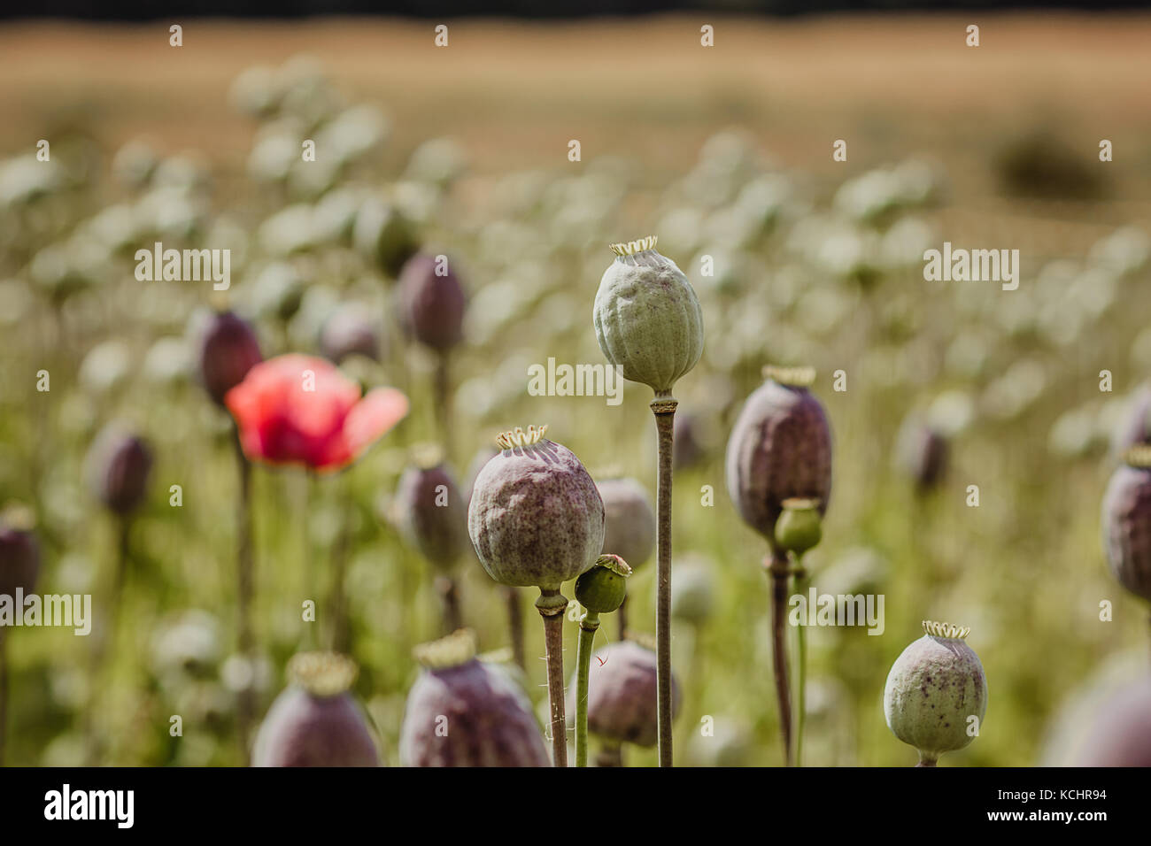 field of poppy heads with single red petal poppy Stock Photo - Alamy