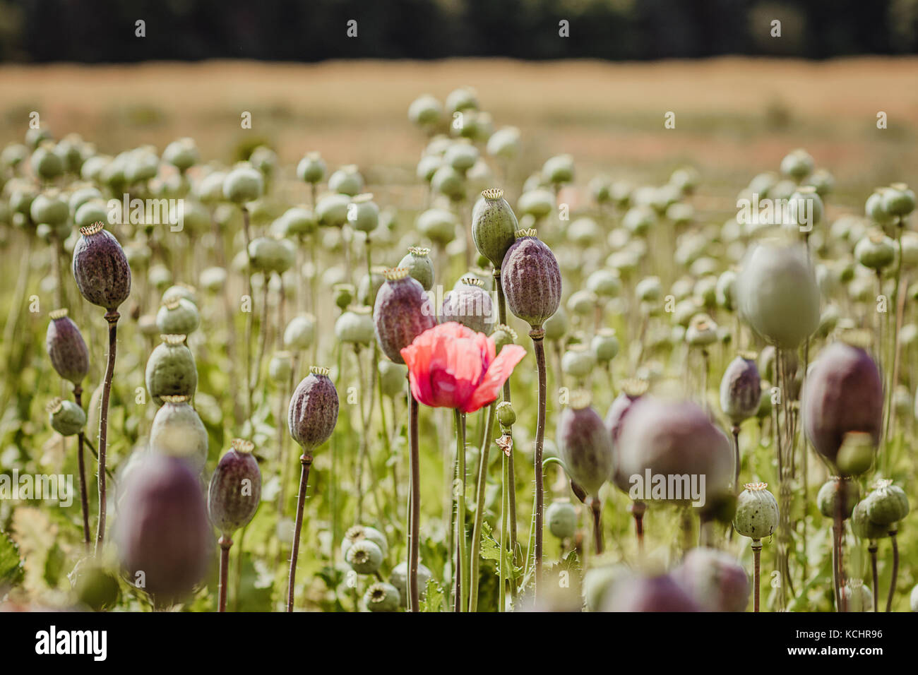 field of poppy heads with single red petal poppy Stock Photo - Alamy