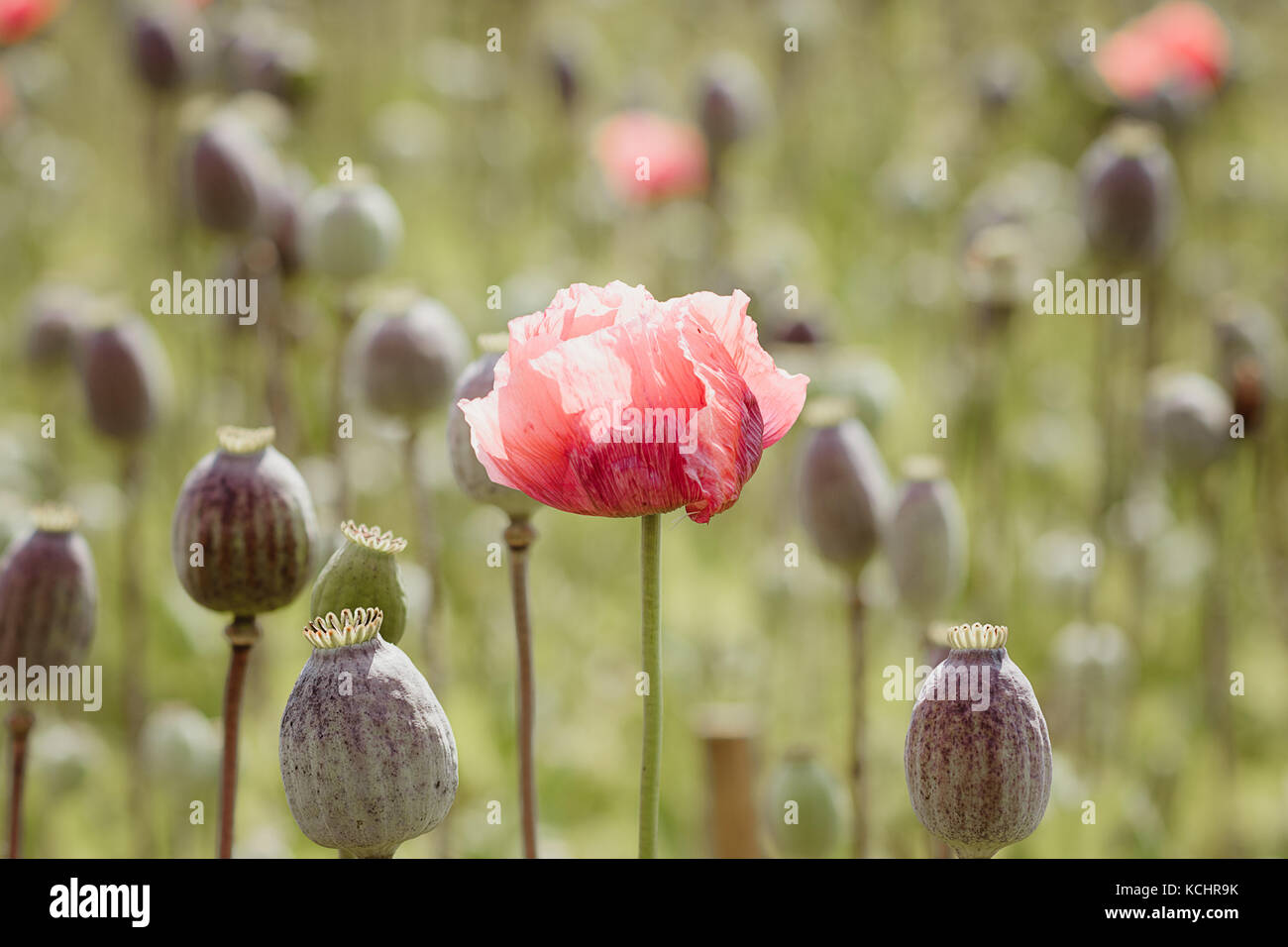 field of poppy heads with single red petal poppy Stock Photo - Alamy