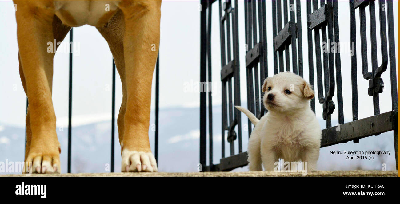 cute puppy and adult dog Stock Photo - Alamy