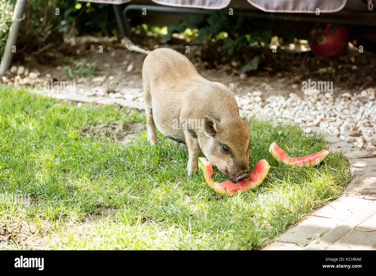 Micro Cerdo Micro' Pig Grows To 25 Stone And Takes Over Its Owners'