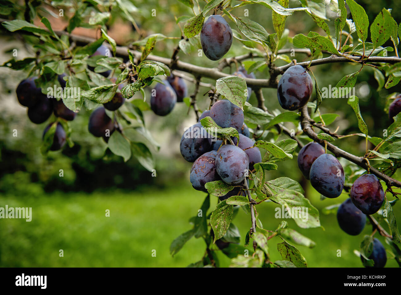 plum tree in a garden Stock Photo - Alamy