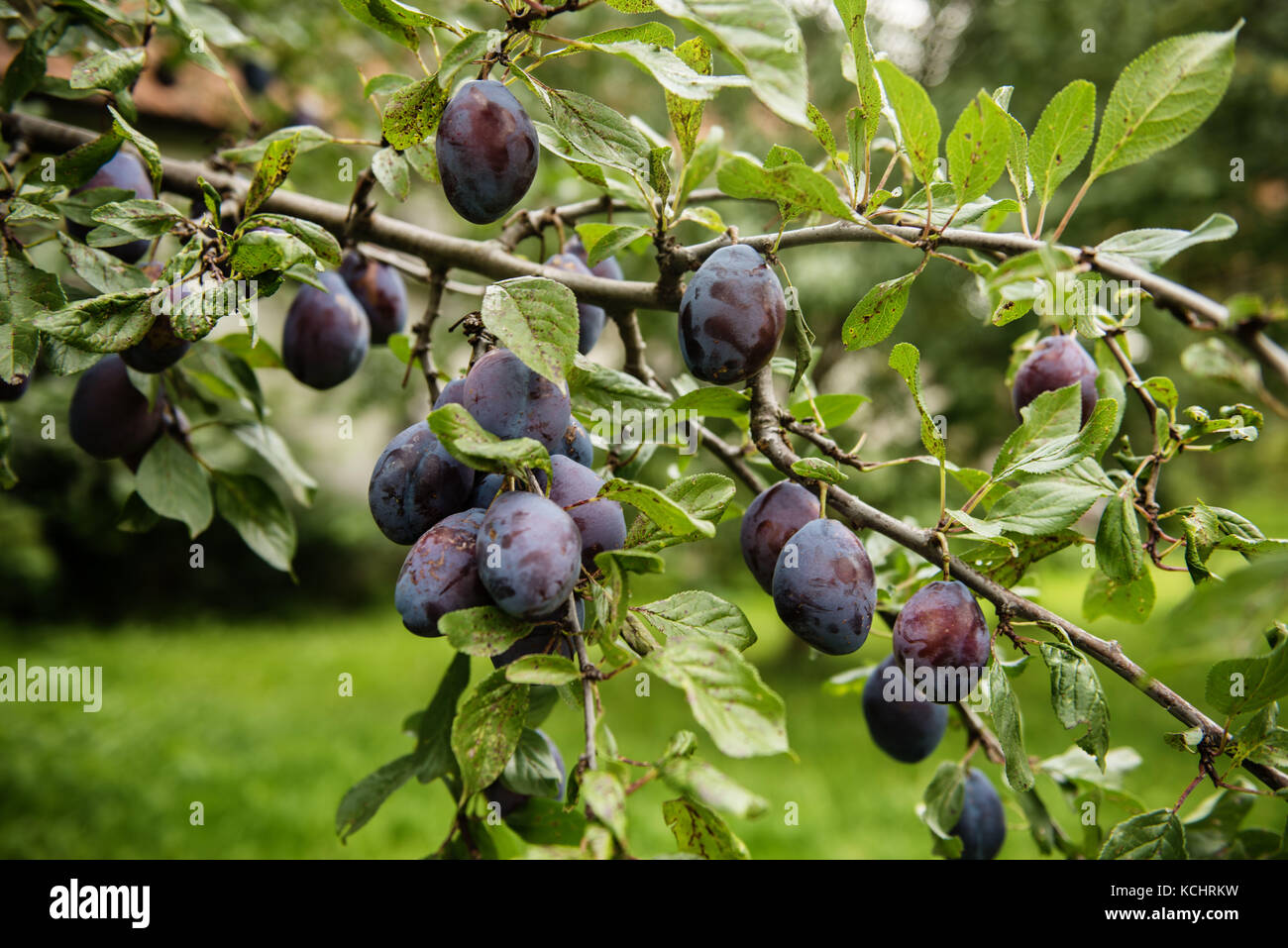 plum tree in a garden Stock Photo - Alamy