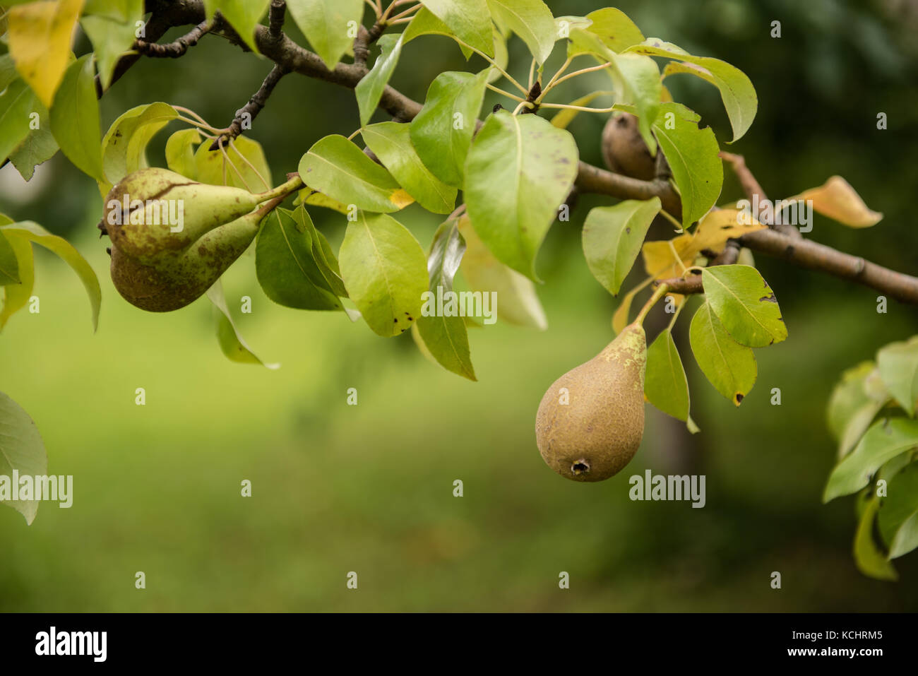 autumn ripe pear on a tree in a garden with green background Stock ...