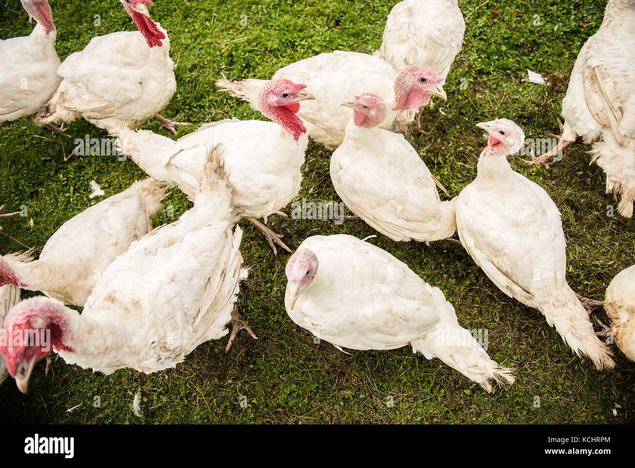 home bread organic turkey birds for meat, thanks giving and christmas ...