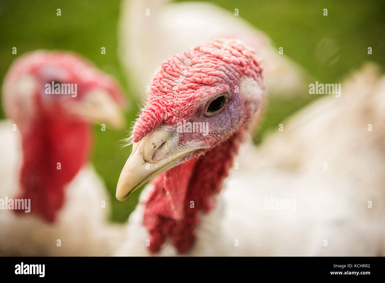 home bread organic turkey birds for meat, thanks giving and christmas ...