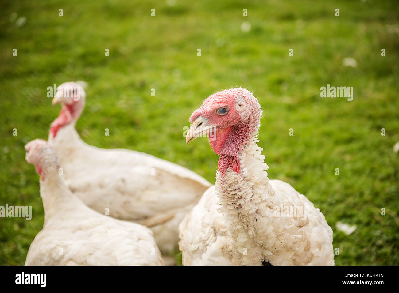 organic free range turkey birds bread for christmas and thanksgiving ...