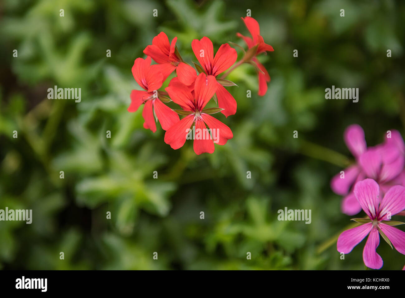 geranium flowers garden Stock Photo - Alamy