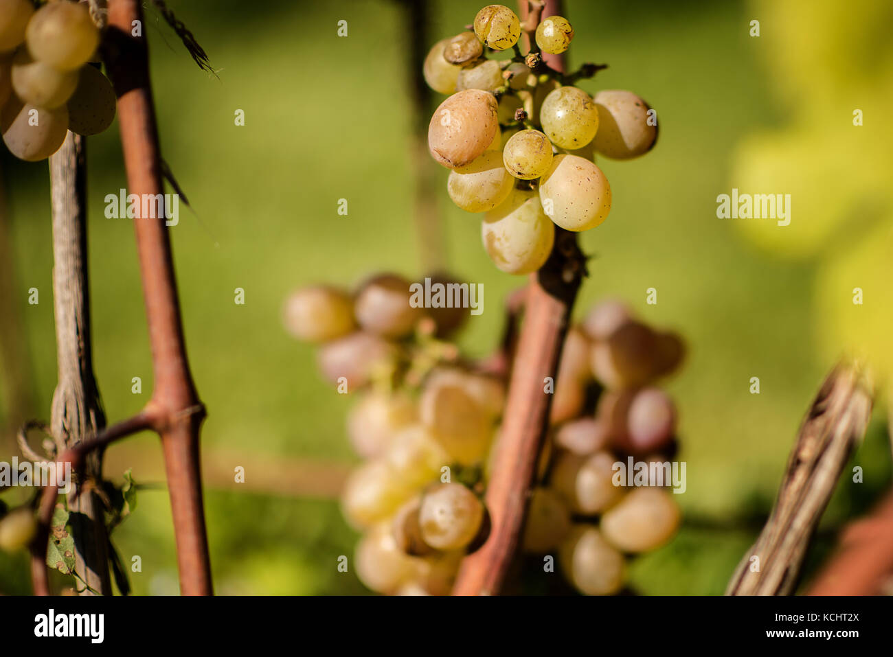 grapes in garden before harvest Stock Photo - Alamy