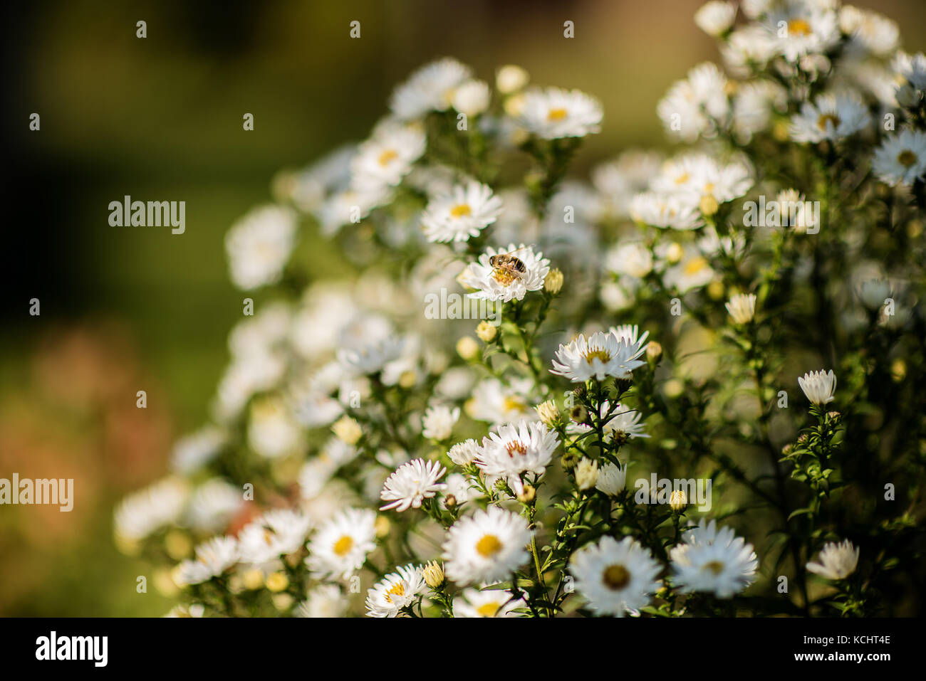 white flower close up Stock Photo - Alamy