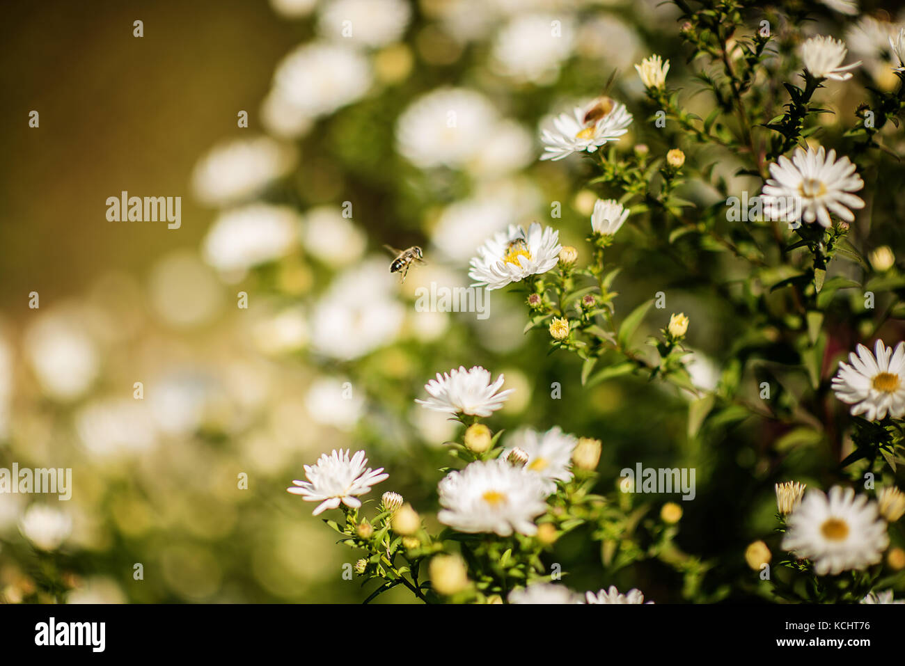 white flower close up Stock Photo - Alamy