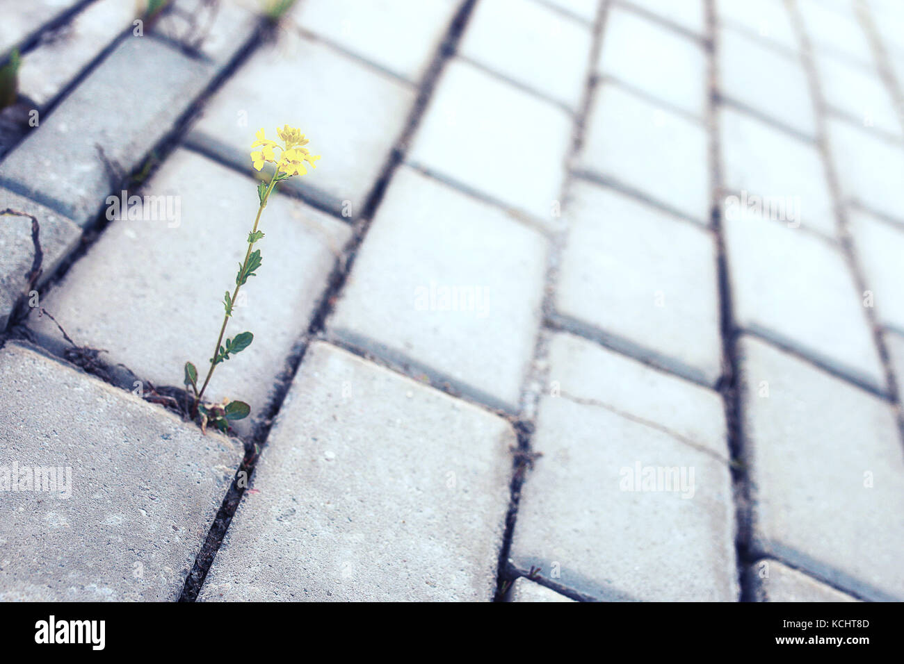 small flower growing through the paving stone at sunset Stock Photo - Alamy