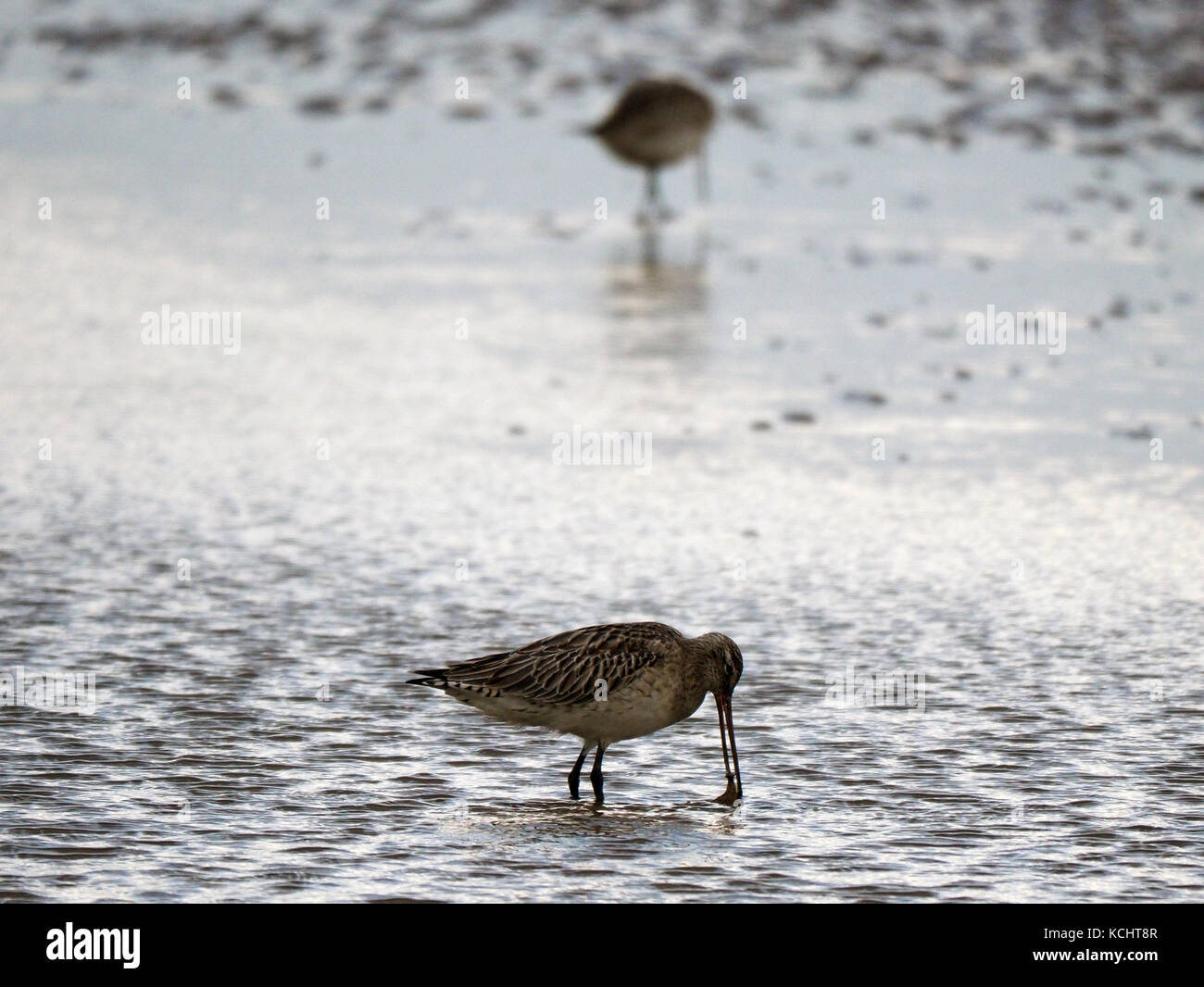 Dunlin wading on Ainsdale Beach Southport UK.Winter Visitor, September ...