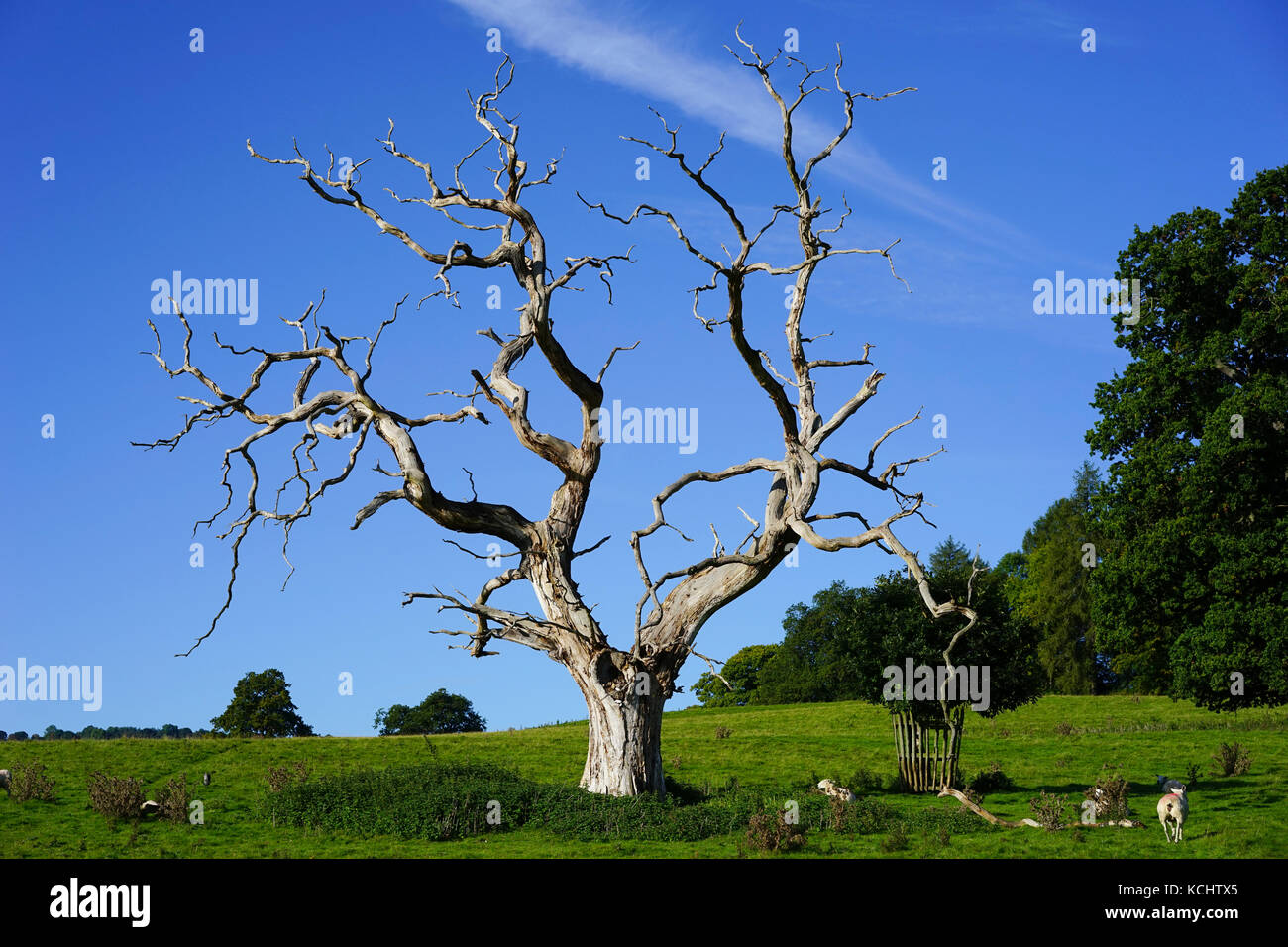 Dead tree North Wales, UK Stock Photo - Alamy