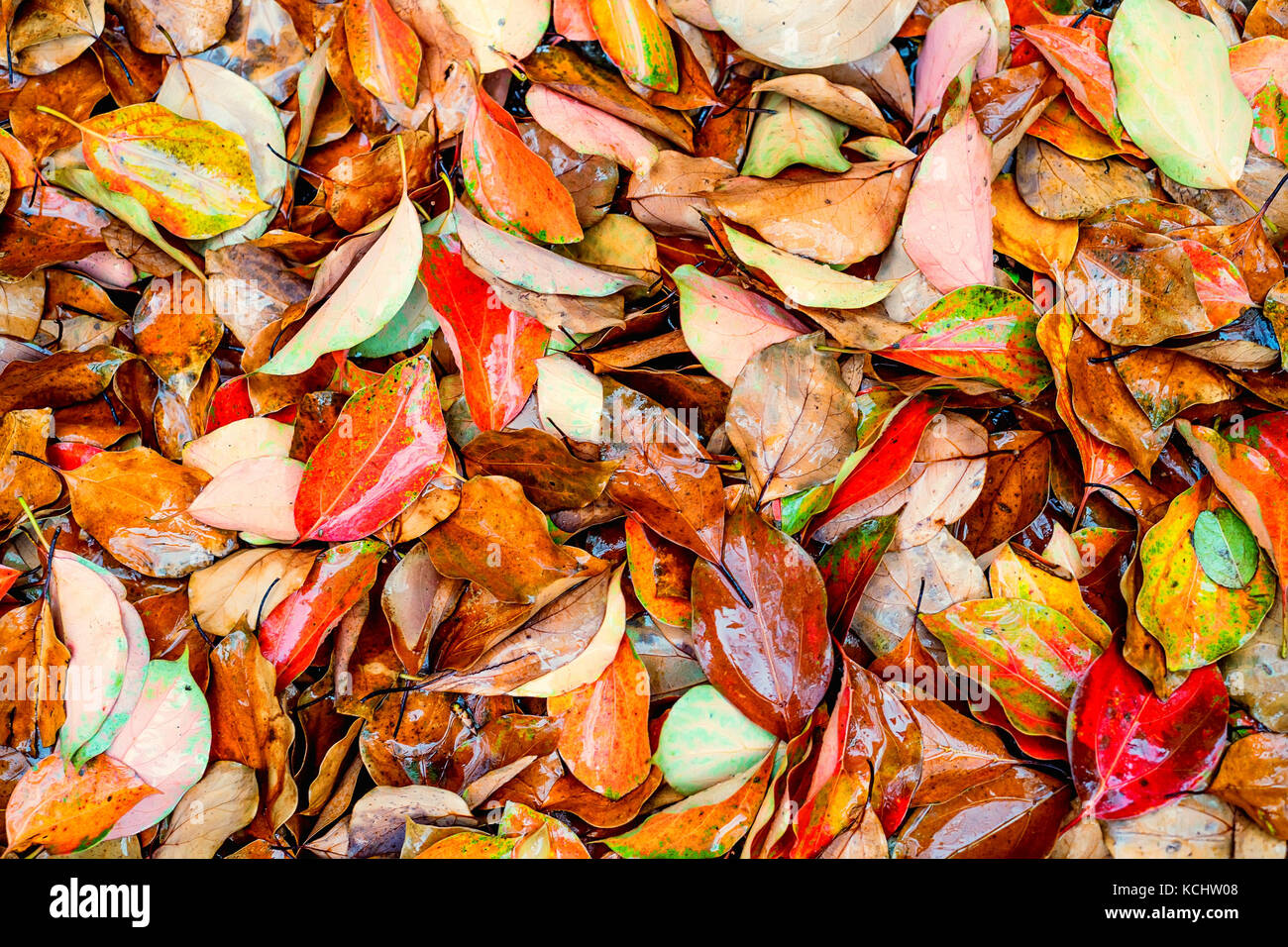 Fall background with yellow and red leaves Stock Photo - Alamy
