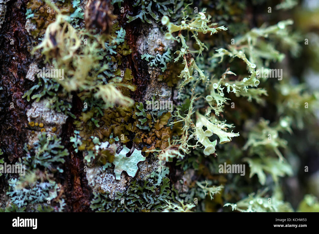 Close up of colorful lichen Stock Photo - Alamy