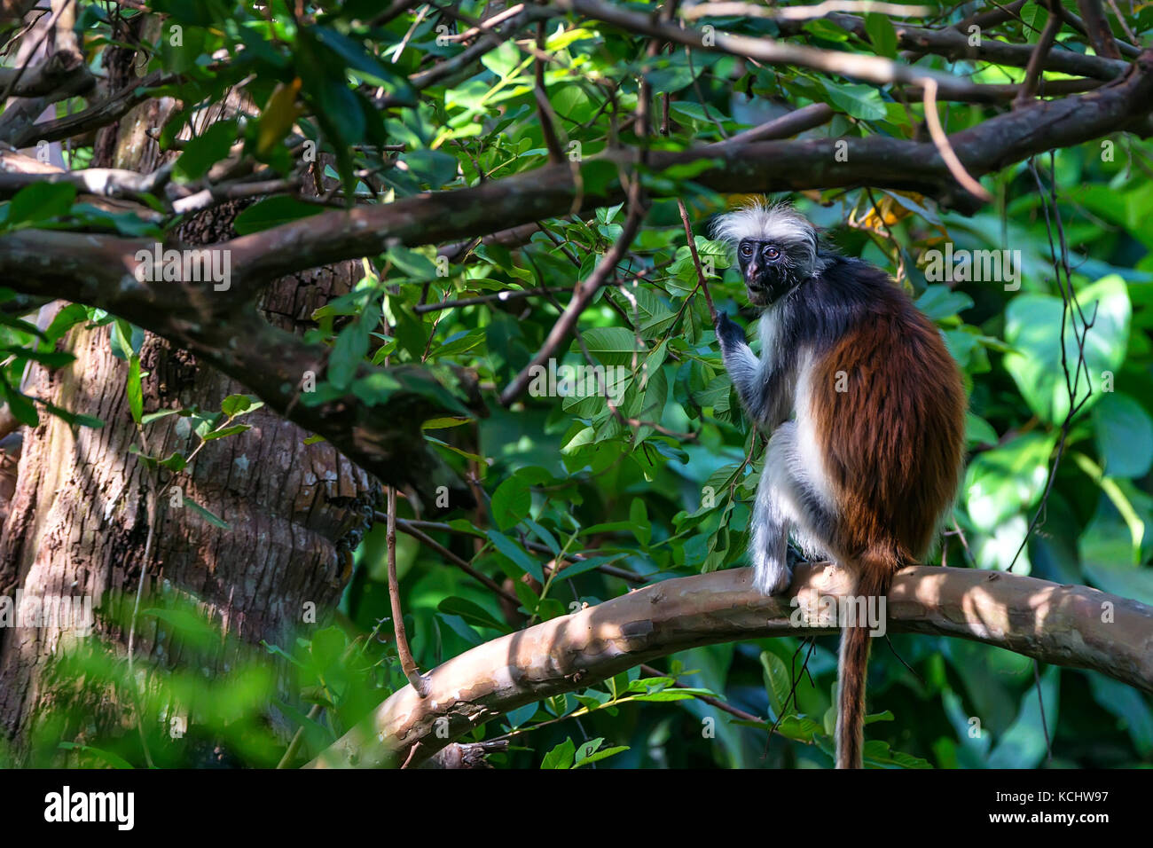 Zanzibar red colobus or Procolobus kirkii Stock Photo - Alamy