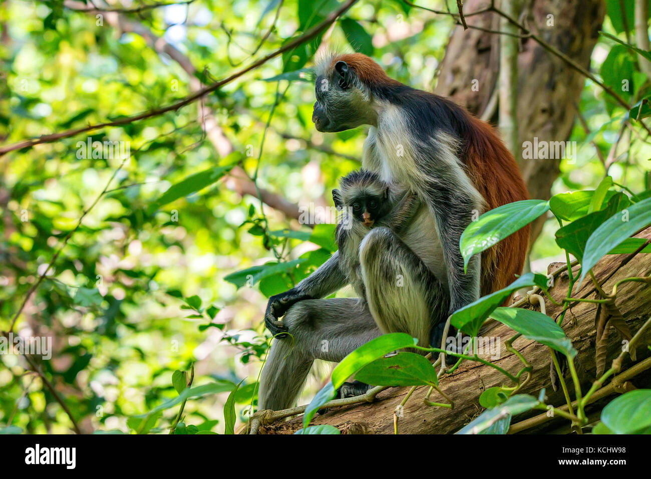 Zanzibar red colobus or Procolobus kirkii Stock Photo - Alamy