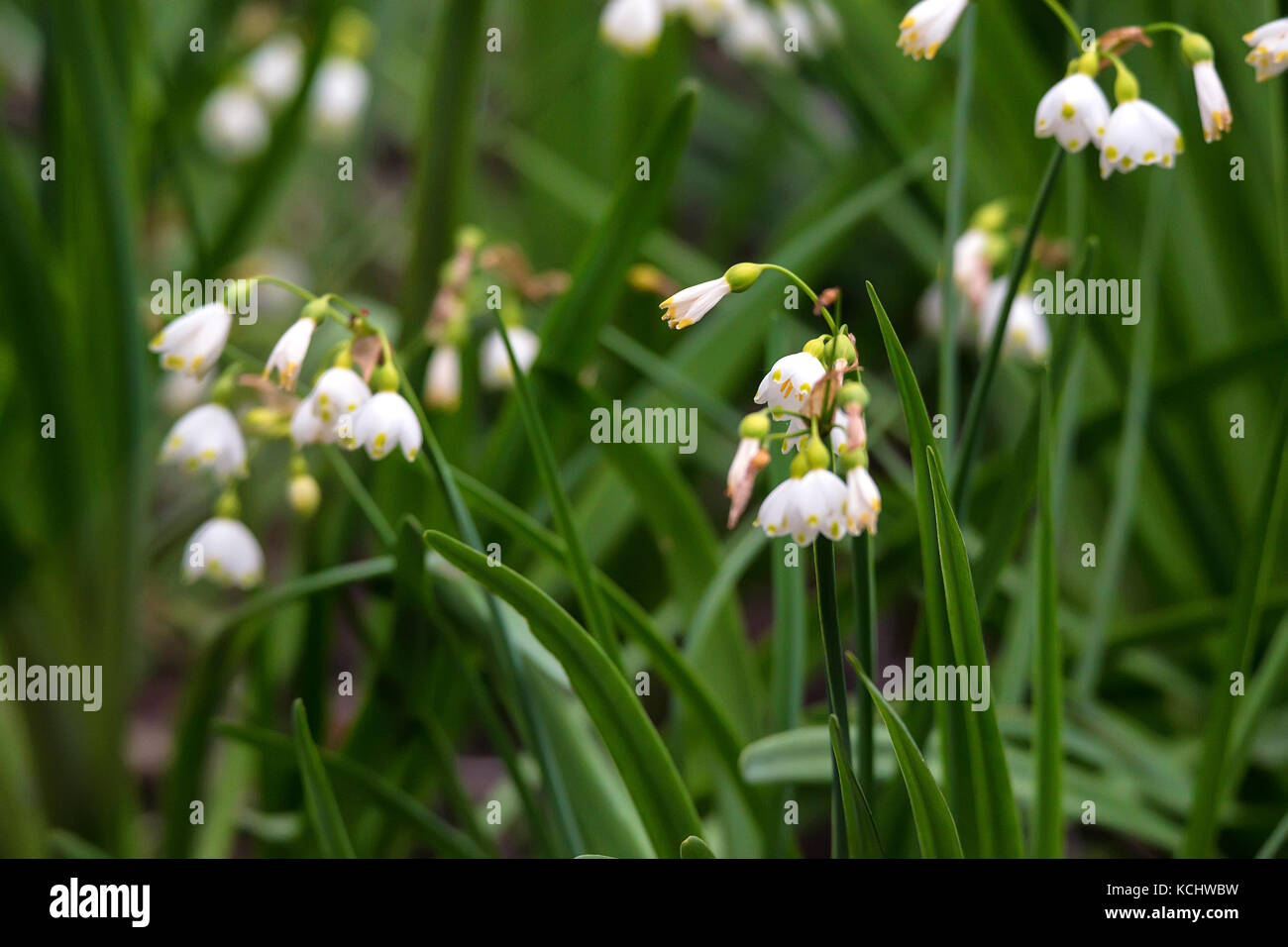 Summer snowflake or Loddon Lily Stock Photo - Alamy