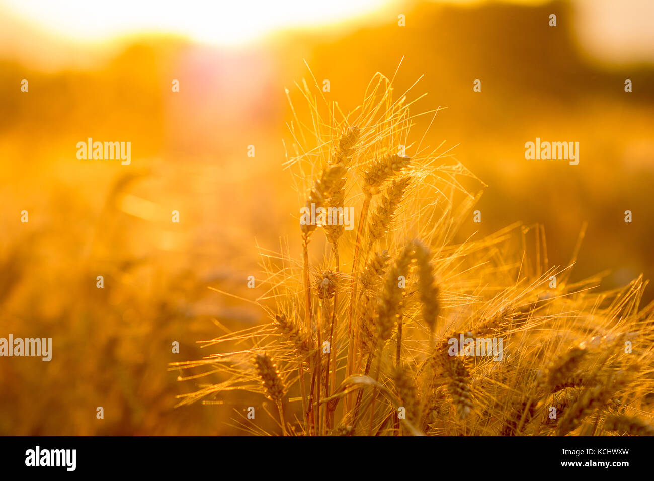 Golden field of wheat Stock Photo - Alamy
