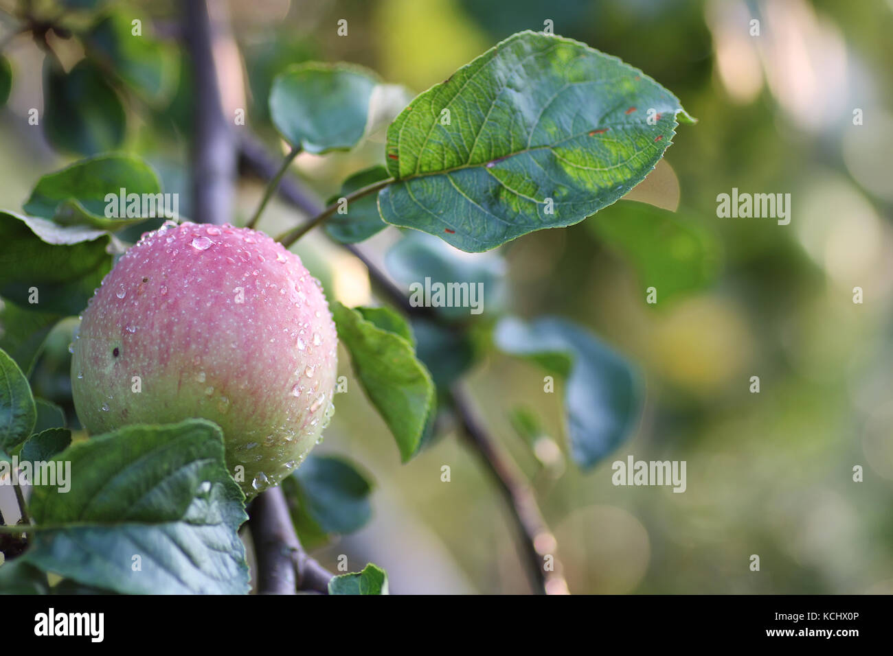 apple fruit on tree branch rain drop Stock Photo - Alamy