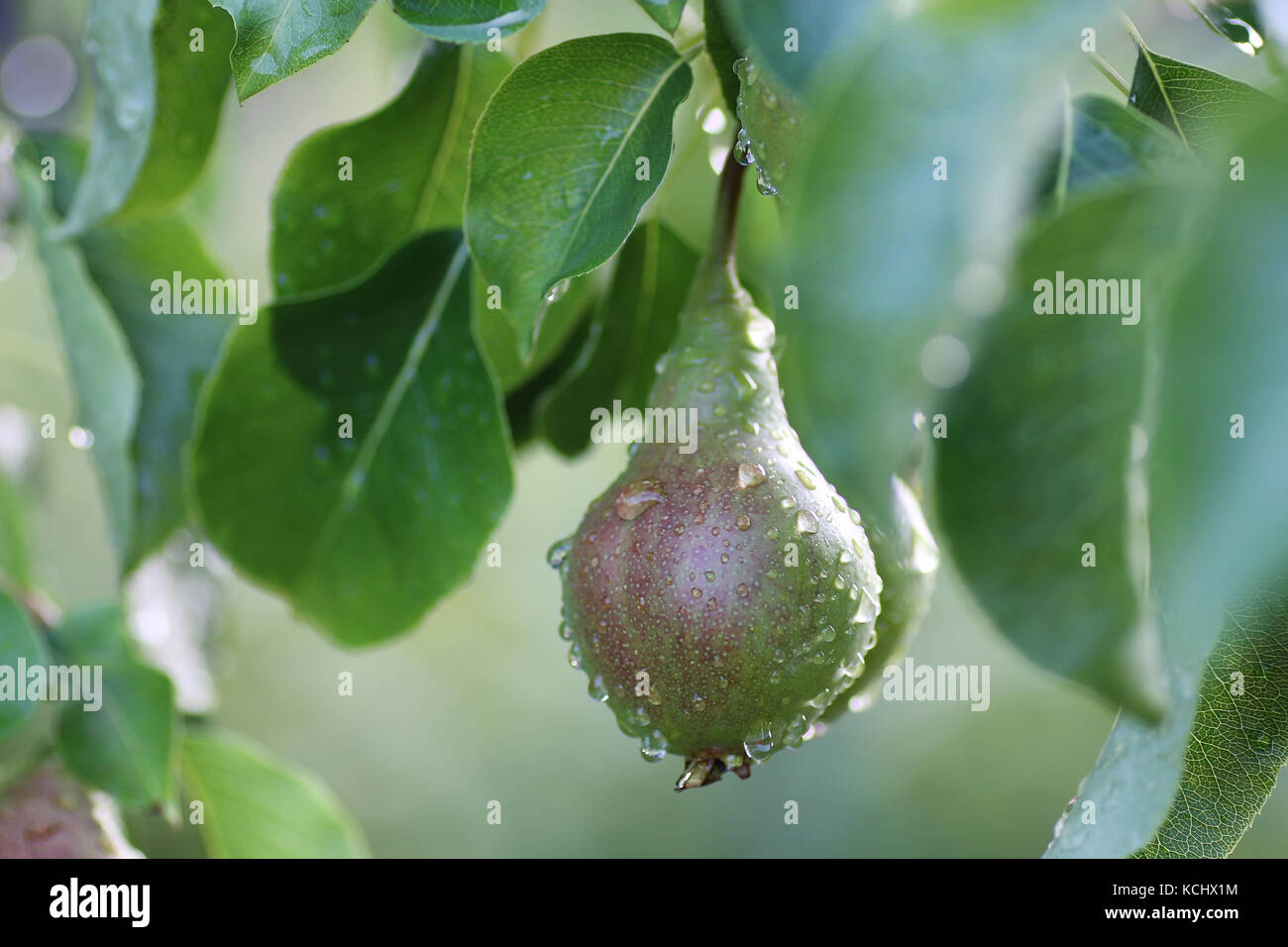 pear fruit on tree branch rain drop Stock Photo - Alamy