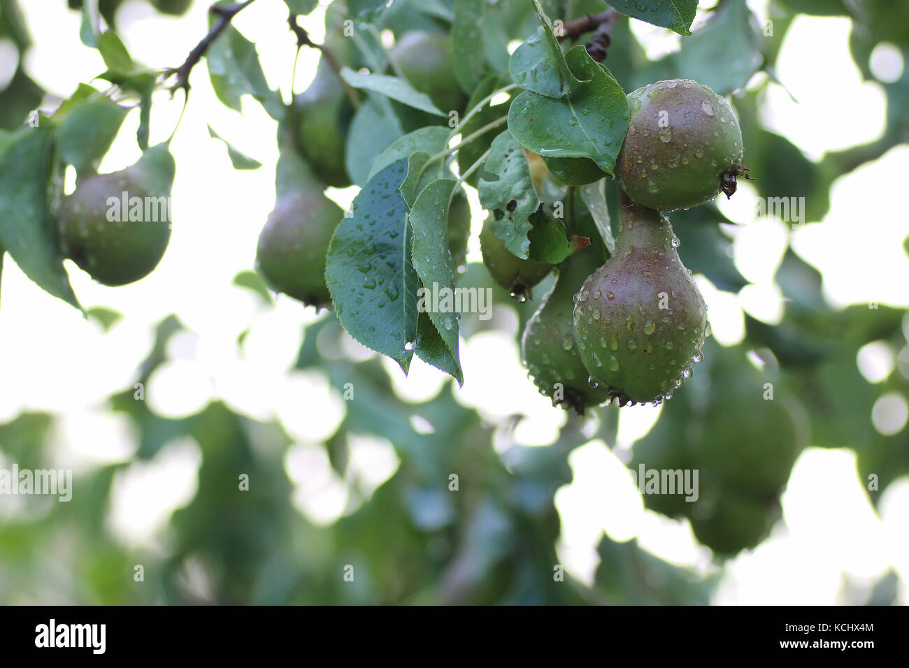 pear fruit on tree branch rain drop Stock Photo - Alamy