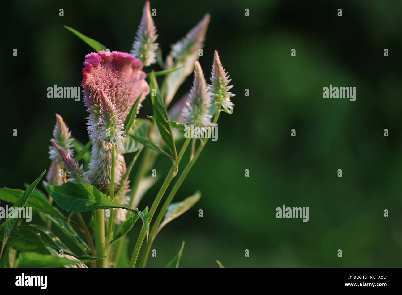 Purple bell on the nature Stock Photo - Alamy