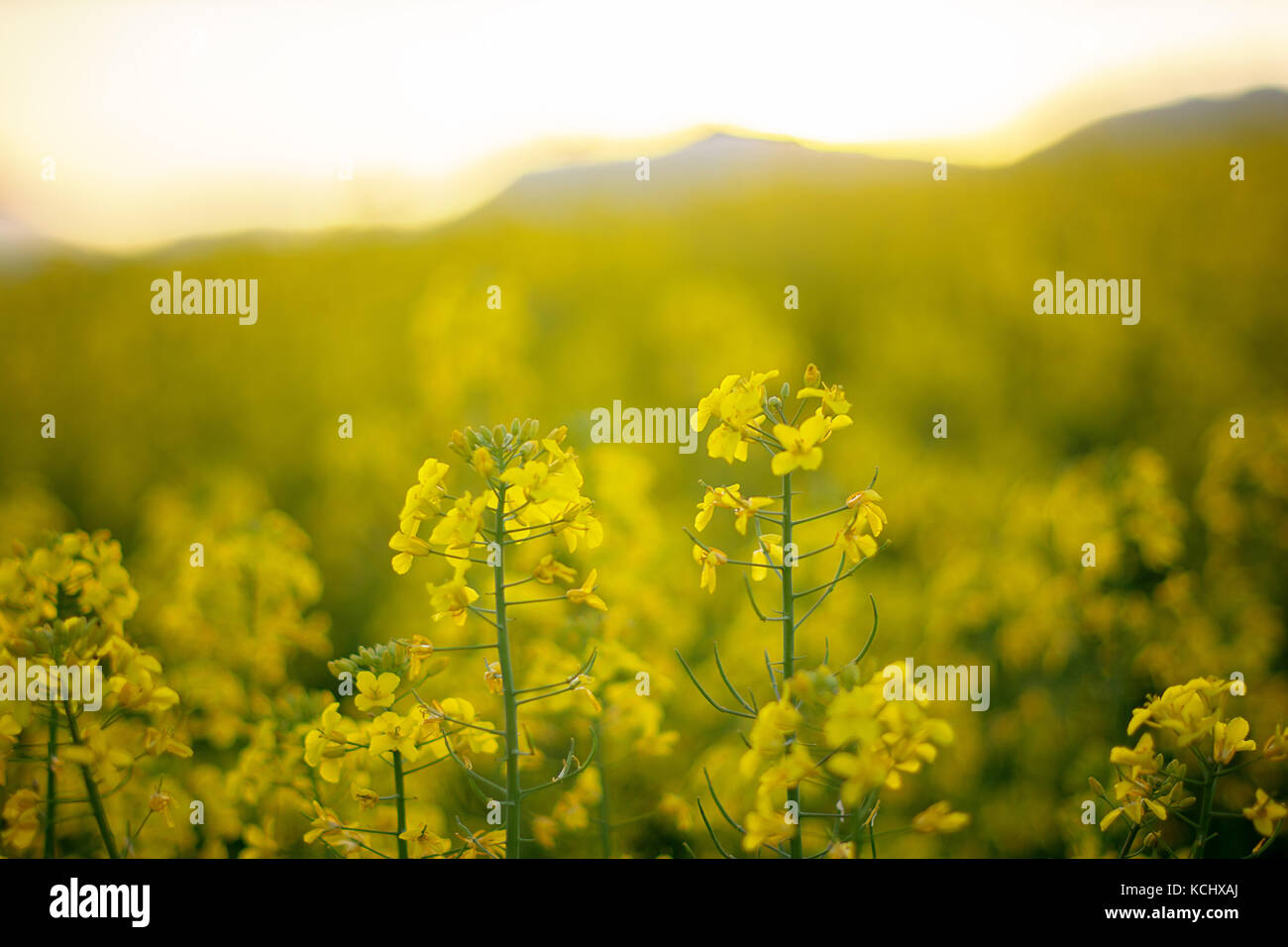 yellow rapeseed field Stock Photo - Alamy