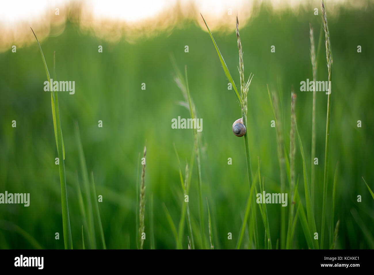 green grass with a single snail shell Stock Photo - Alamy